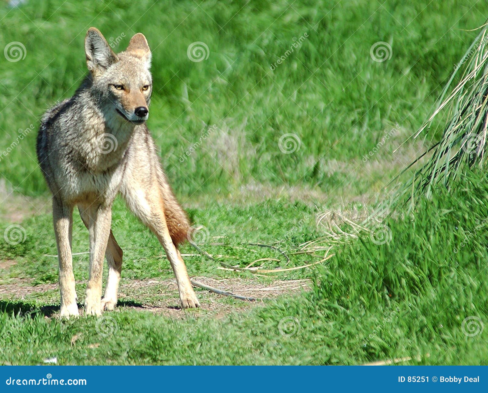 Desert Coyote 5 stock image. Image of desert, furbearer - 85251