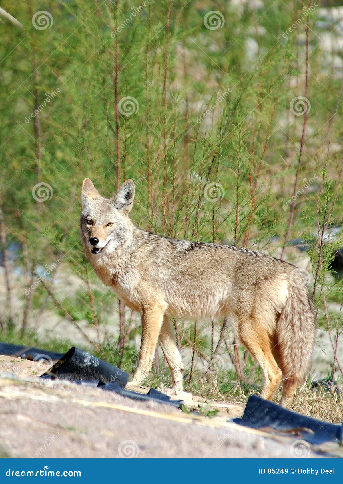 Desert Coyote stock image. Image of desert, urban, hunter - 85249