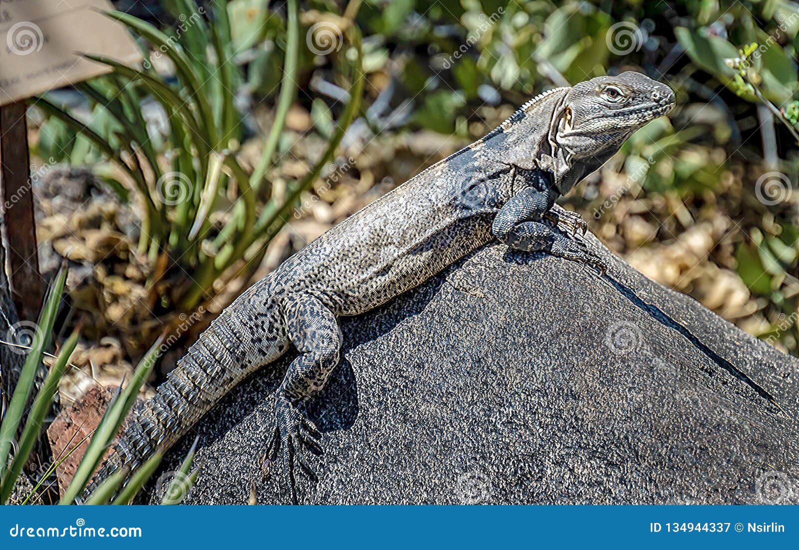 Desert creature stock image. Image of creature, tucson - 134944337