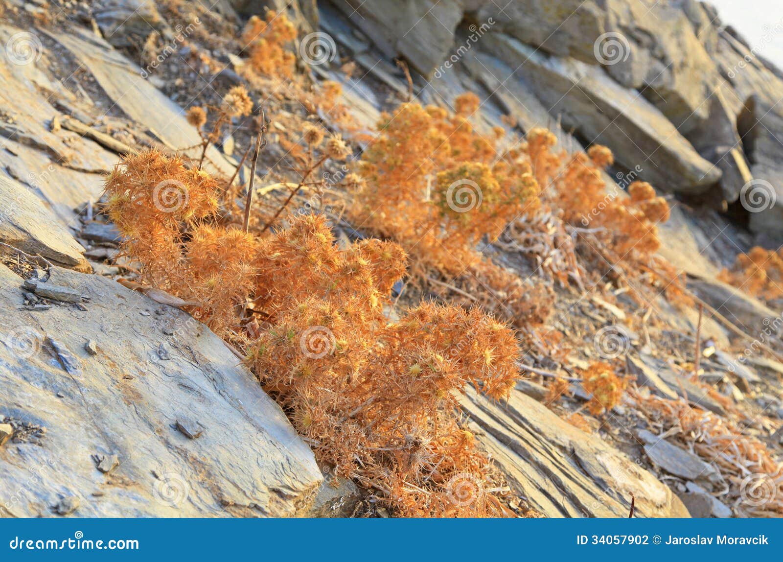 Desert at Crete stock photo. Image of golden, wild, wildness - 34057902
