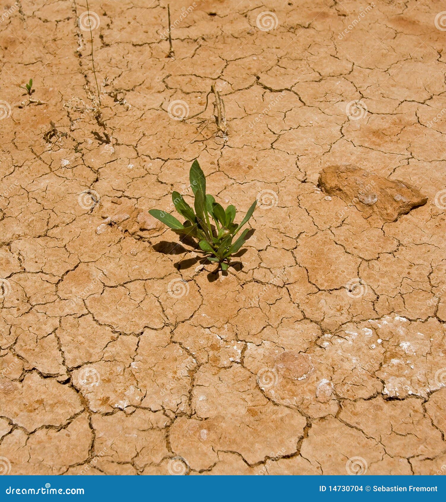 Desert Crop stock photo. Image of outdoors, texture, life - 14730704