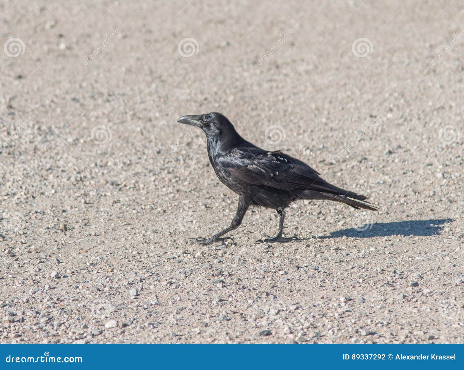 Desert crow stock photo. Image of wildlife, ubiquitous - 89337292