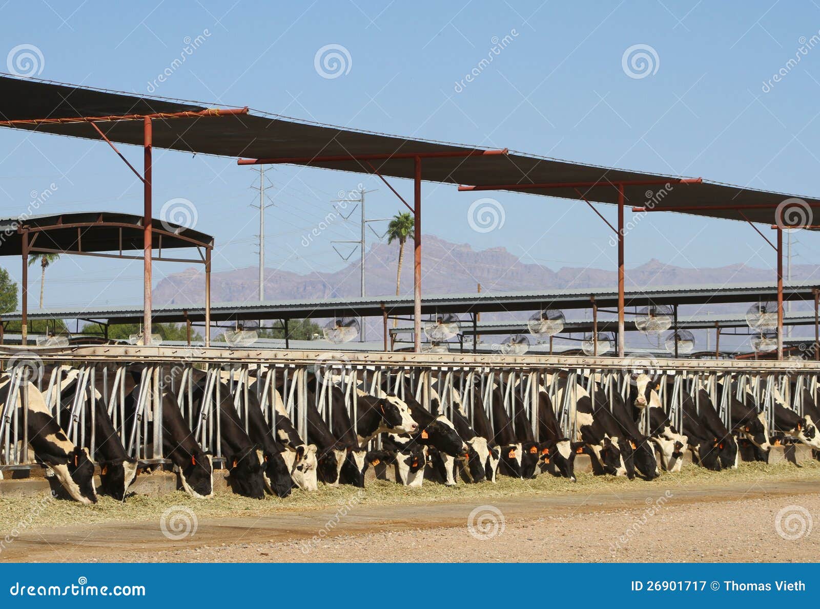 USA, AZ: Desert Dairy Farm - Forage Time Editorial Photography - Image ...