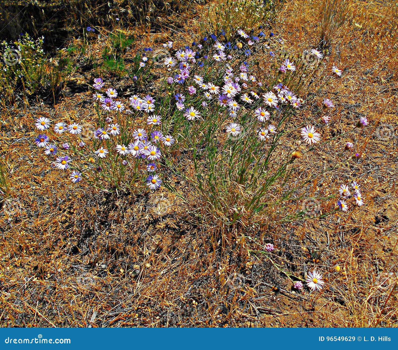 Desert Daisies stock image. Image of vegetation, daisies - 96549629