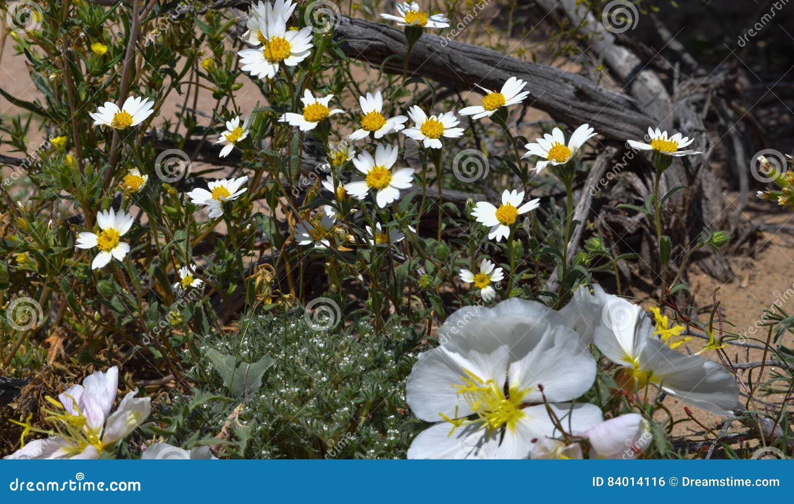 Desert Daisies stock photo. Image of daisies, sand, blooming - 84014116