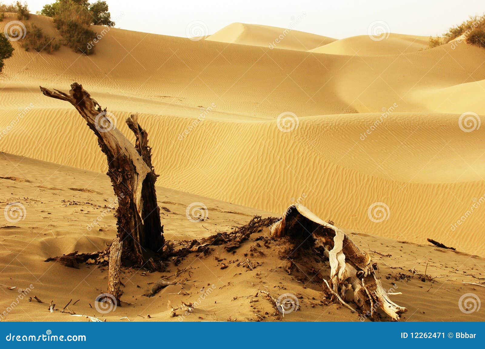 Desert with dead tree stock image. Image of curve, shadow - 12262471