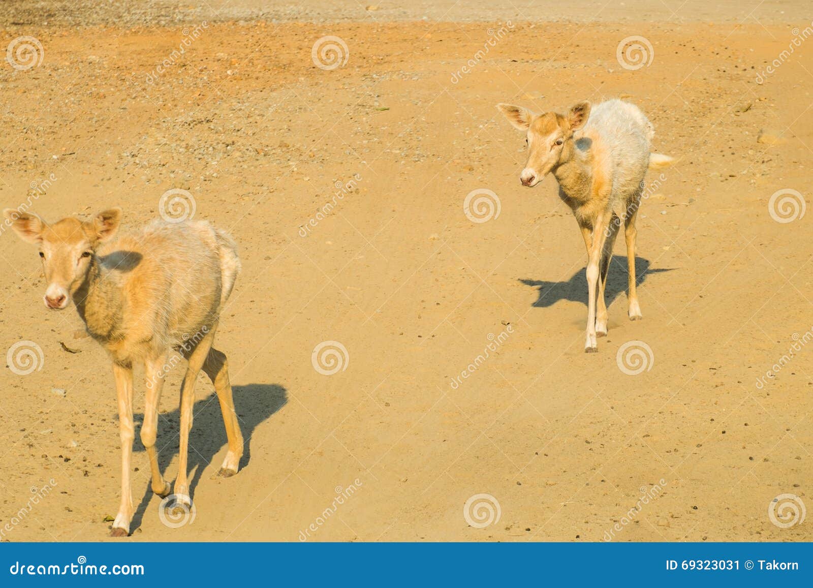 Desert deer stock image. Image of natural, park, mammal - 69323031