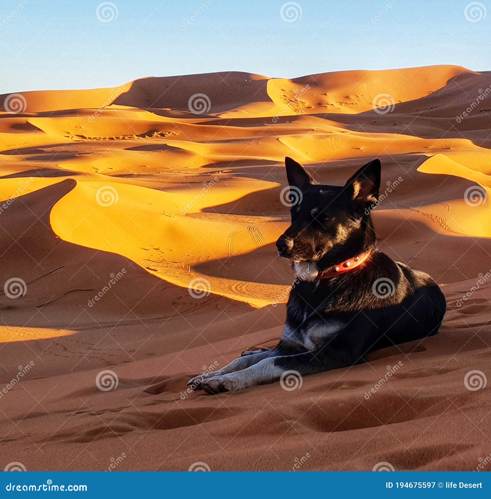 Desert dog sahara dune stock image. Image of dune, sahara - 194675597