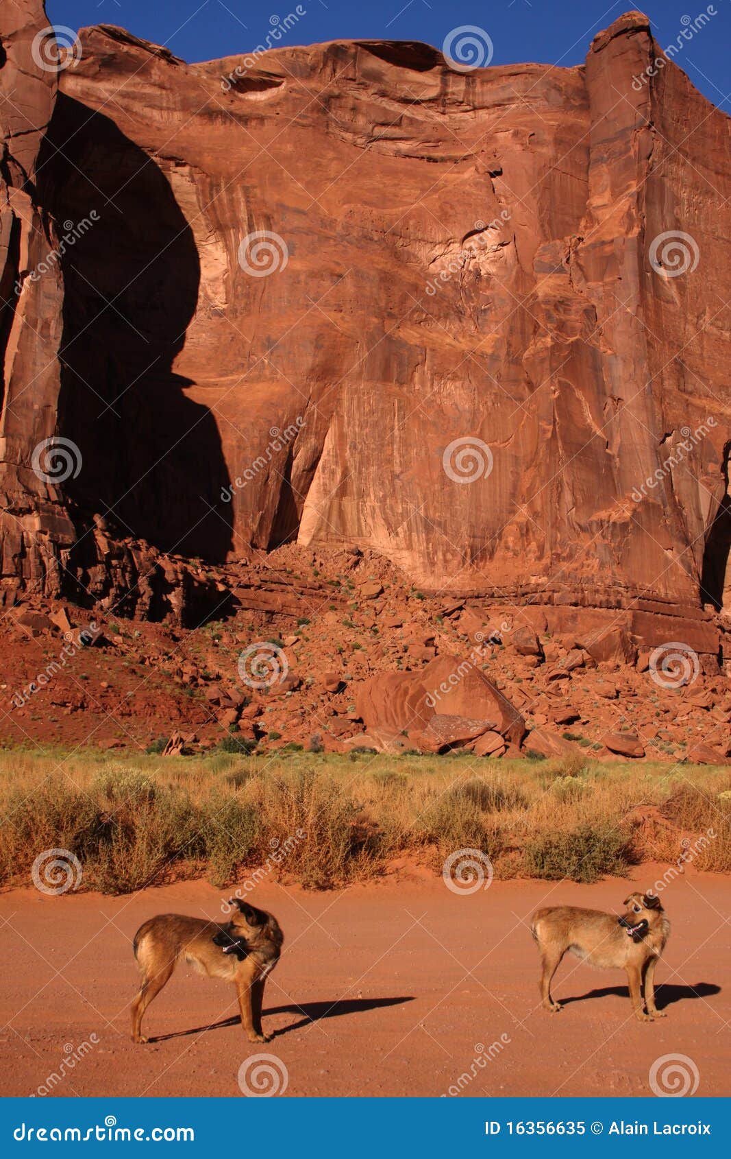 Desert dogs stock image. Image of monument, arid, look - 16356635