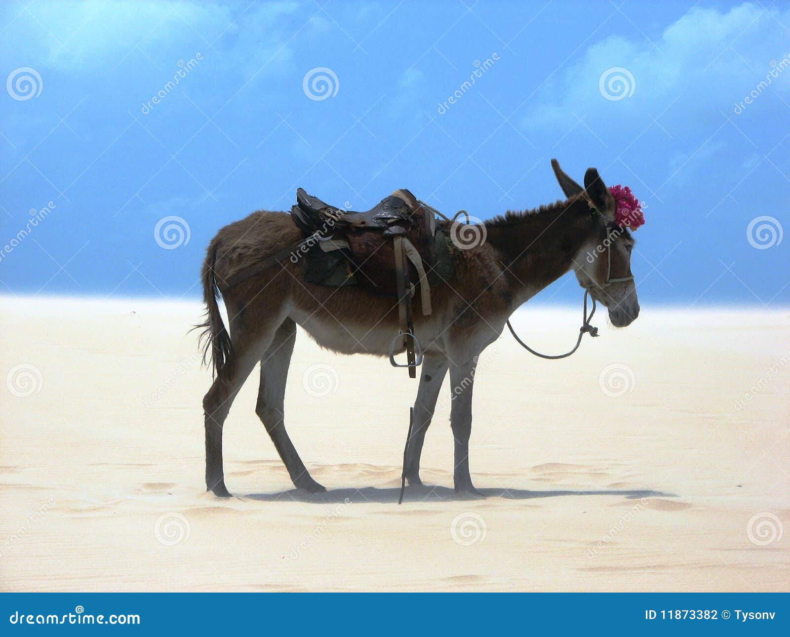 Desert Donkey stock photo. Image of donkey, brazil, tropical - 11873382