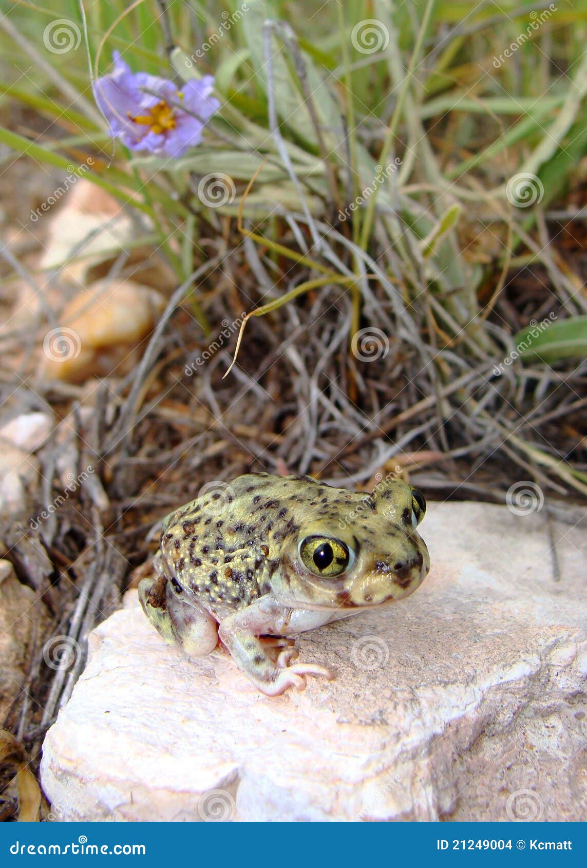 Desert Dwelling Spadefoot Toad and Flowers Stock Photo - Image of ...
