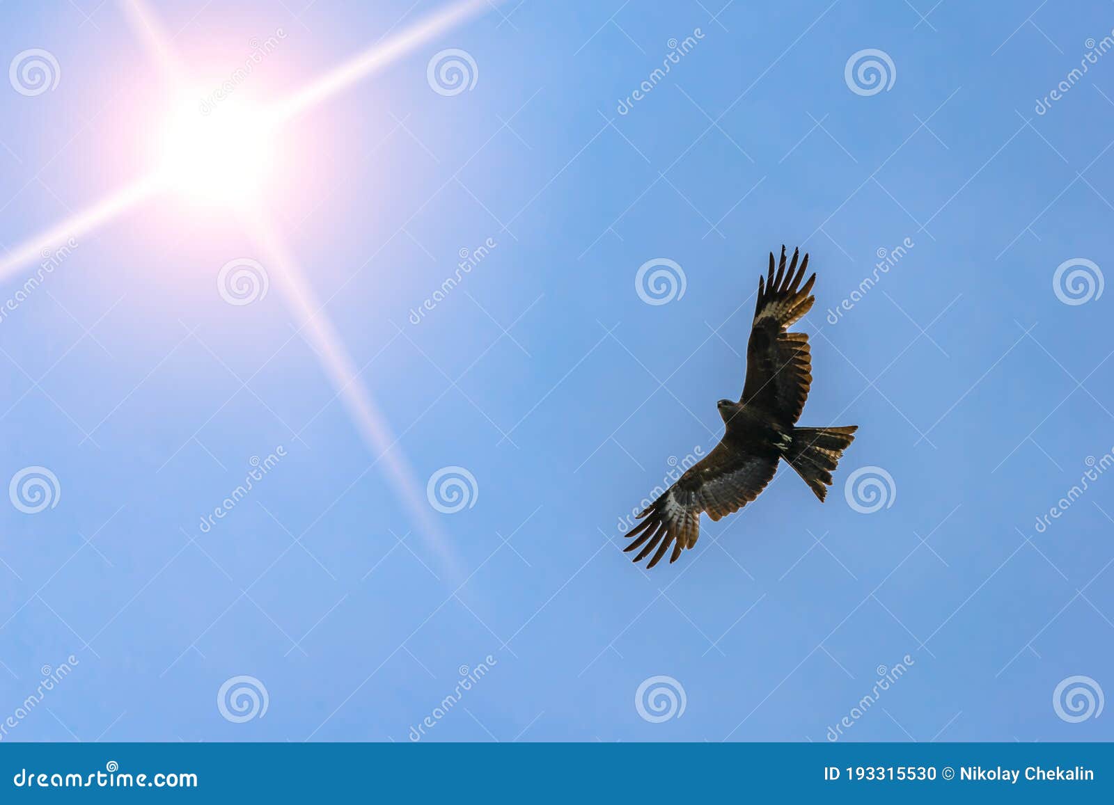 Desert Eagle Flying Across the Clear Sky Against the Backdrop of the ...