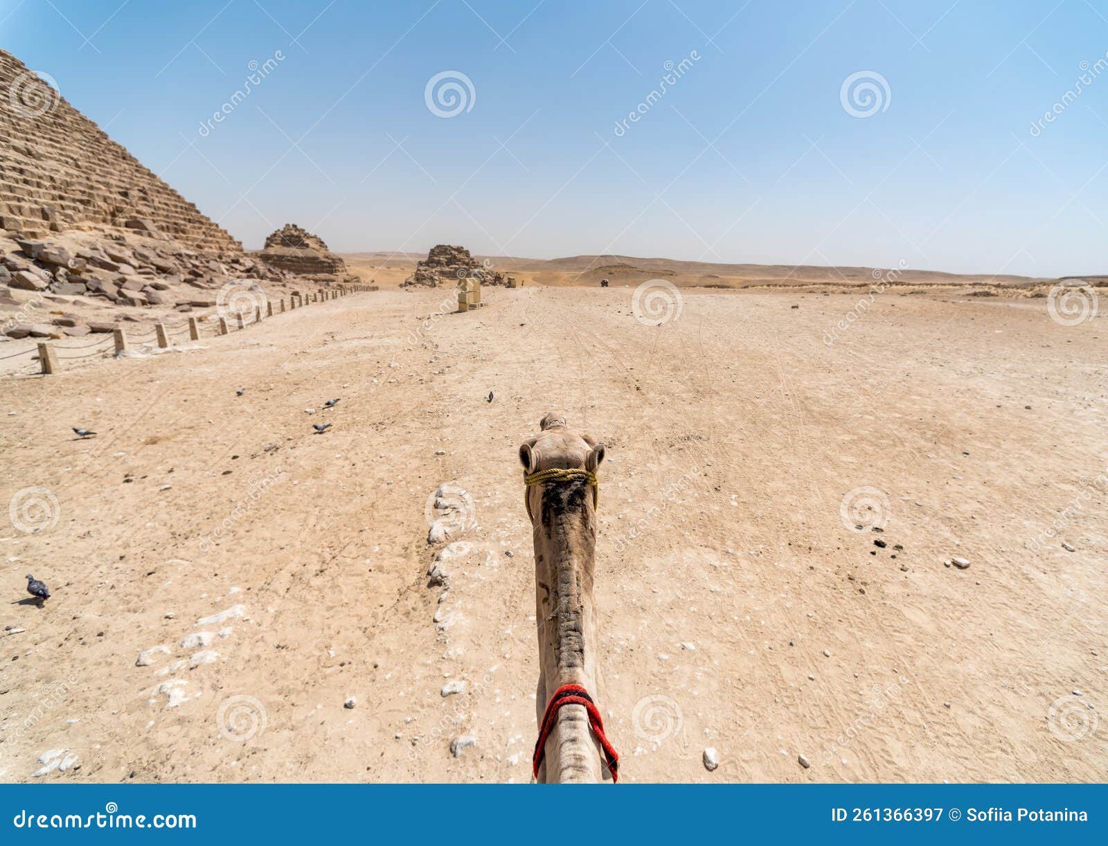 Desert in Egypt and Camel Head Stock Image - Image of great, famous ...
