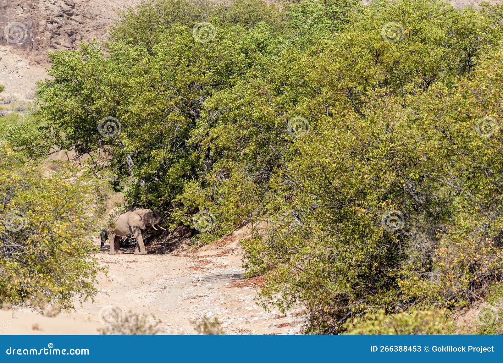 Desert Elephant in Namibia stock image. Image of baby - 266388453