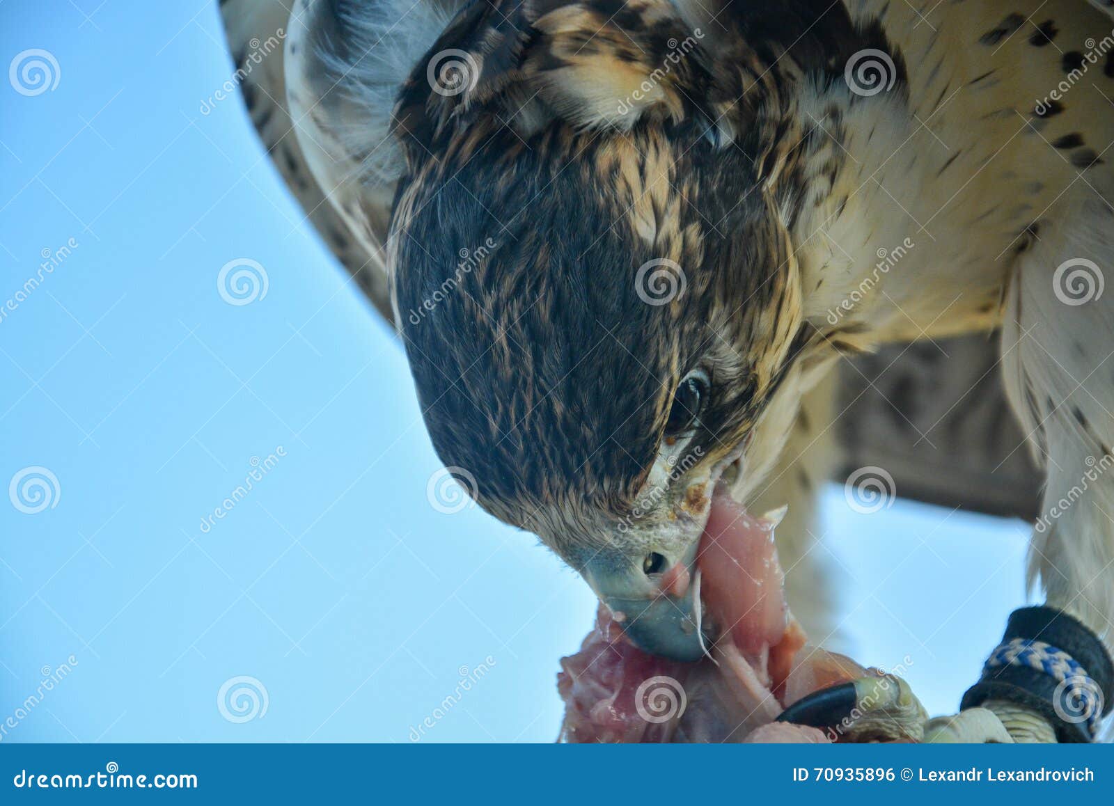 The Chickens Are Biting The Grain In The Henhouse. Organic Farm Stock ...