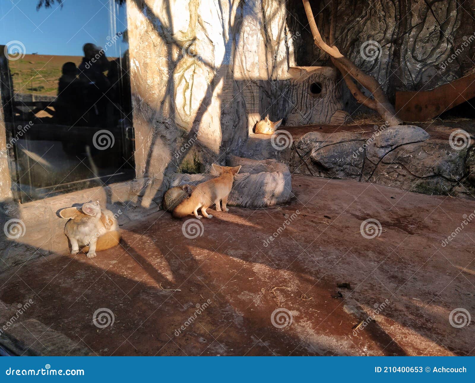 Desert Fennec Fox in the Zoo Stock Image - Image of desert, sahara ...