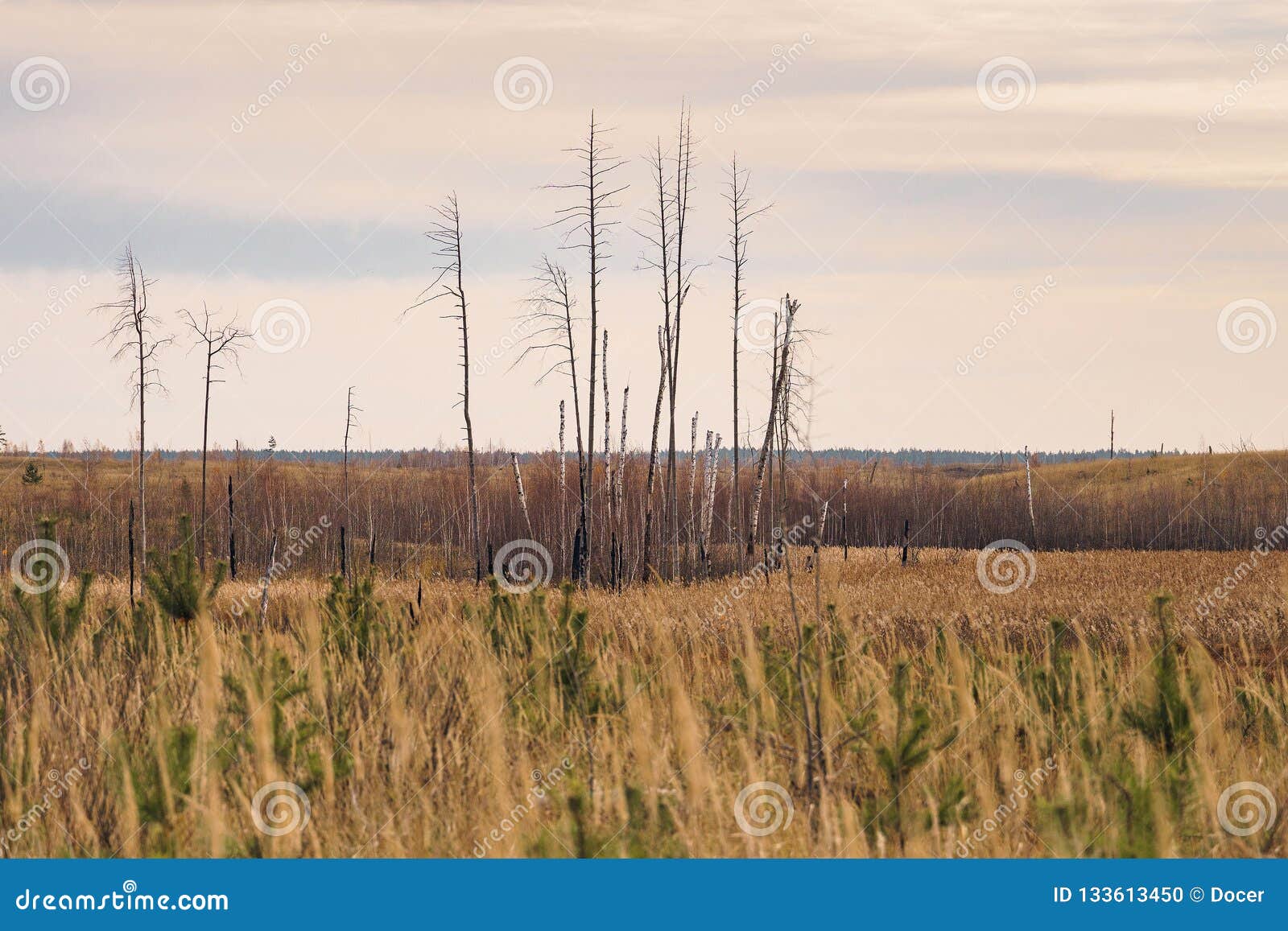 Desert Field after Forest Fire Stock Photo - Image of cloudiness ...