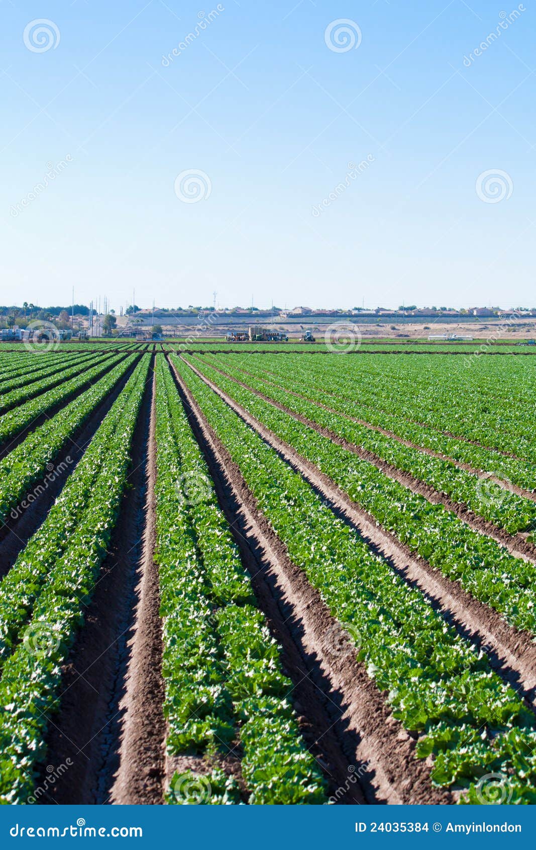 Desert field rows vertical stock photo. Image of yuma - 24035384