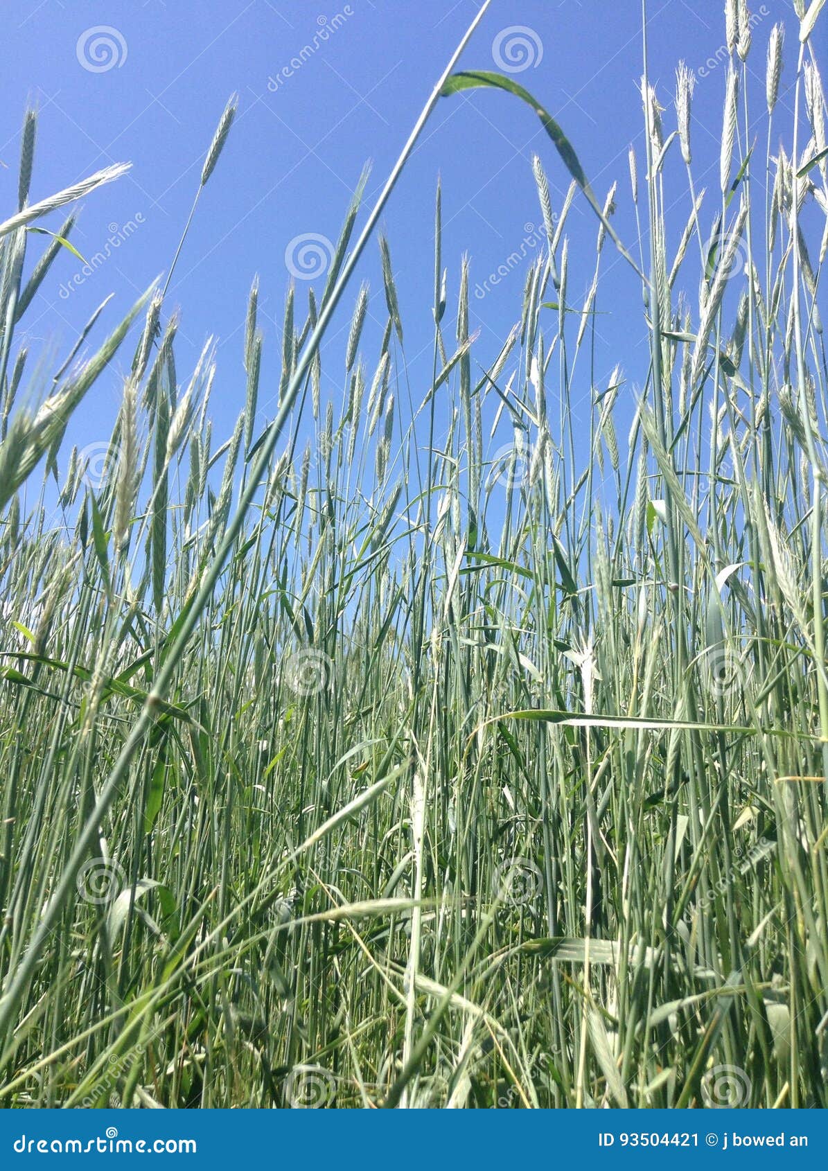 Desert field stock image. Image of prairie, commodity - 93504421