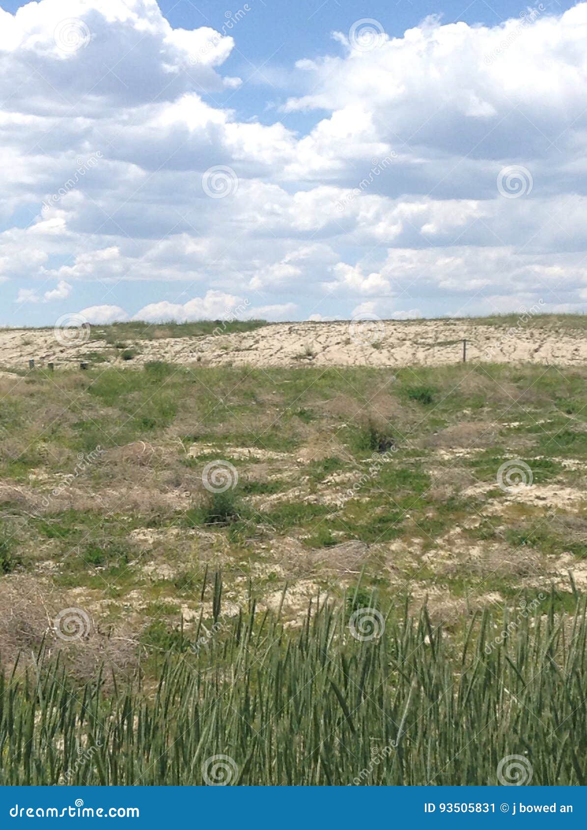 Desert field stock image. Image of grassland, pasture - 93505831