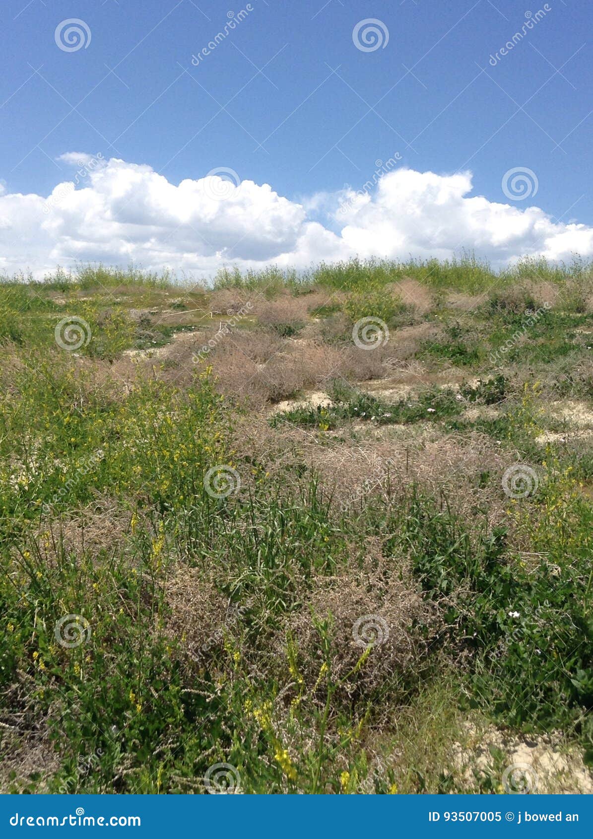 Desert field stock image. Image of meadow, landscape - 93507005