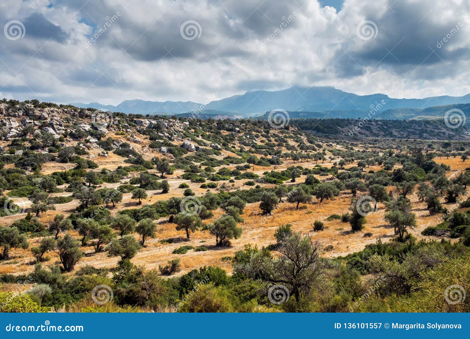 Desert Fields of Olive Trees on Northern Cyprus Stock Image - Image of ...