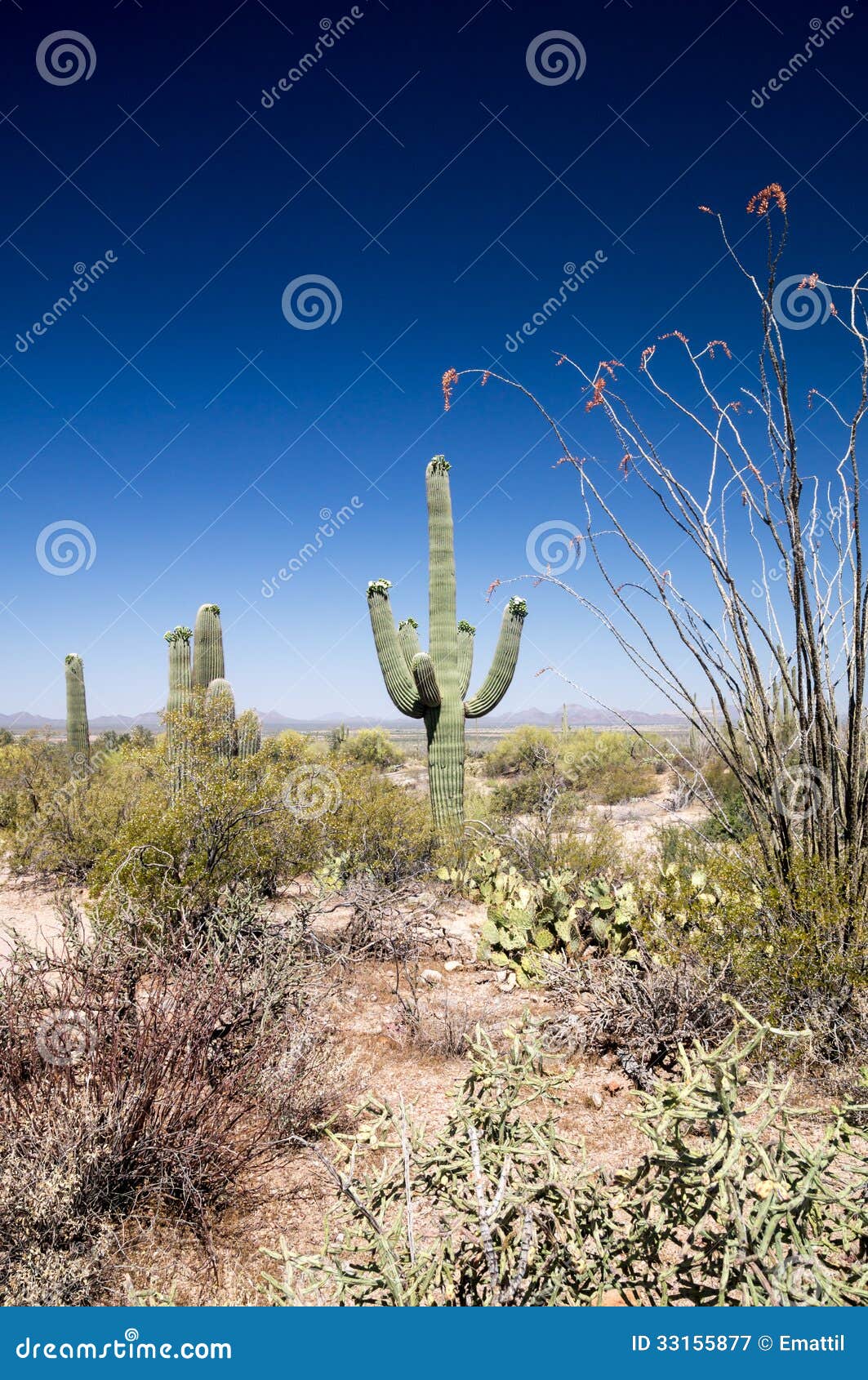 Desert Flora stock image. Image of sand, cacti, arid - 33155877