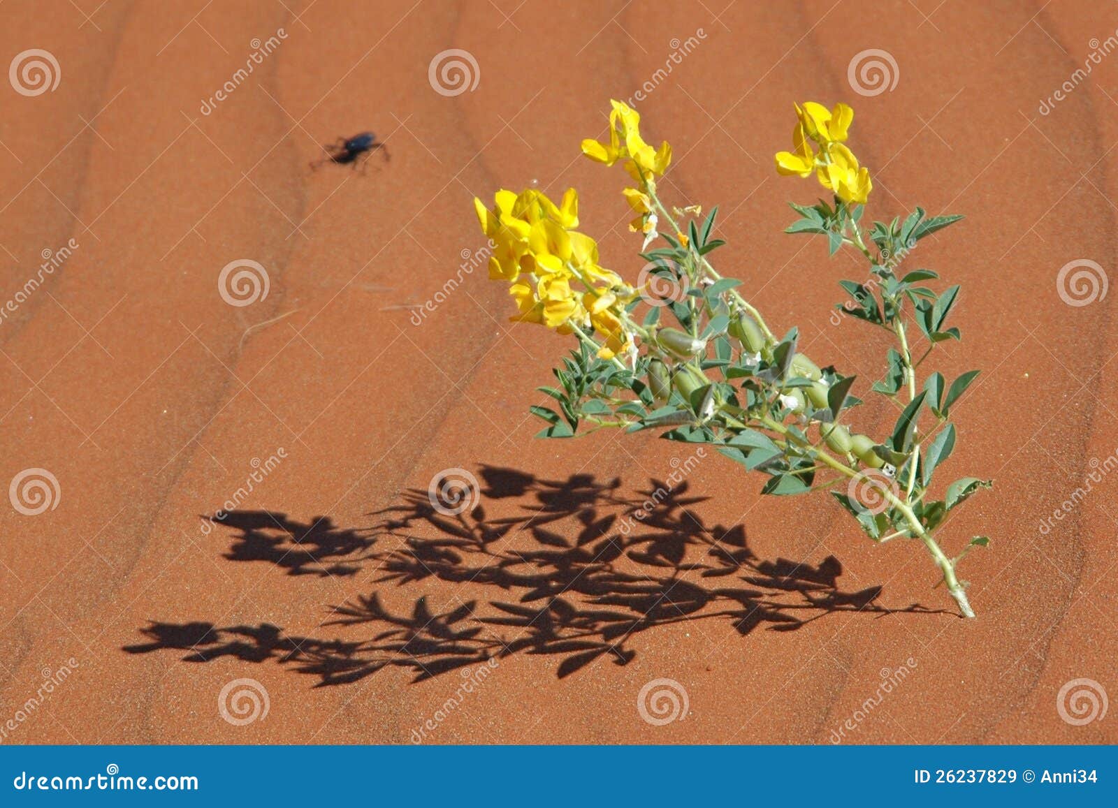 Desert flower stock image. Image of desert, beetle, namib - 26237829