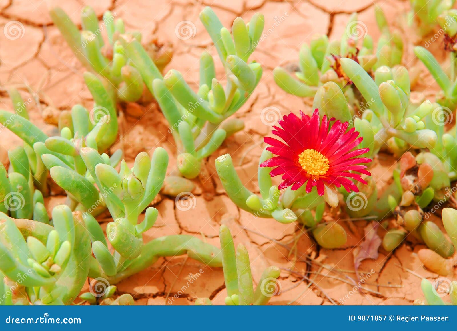 Desert flower stock image. Image of dirt, earth, green - 9871857