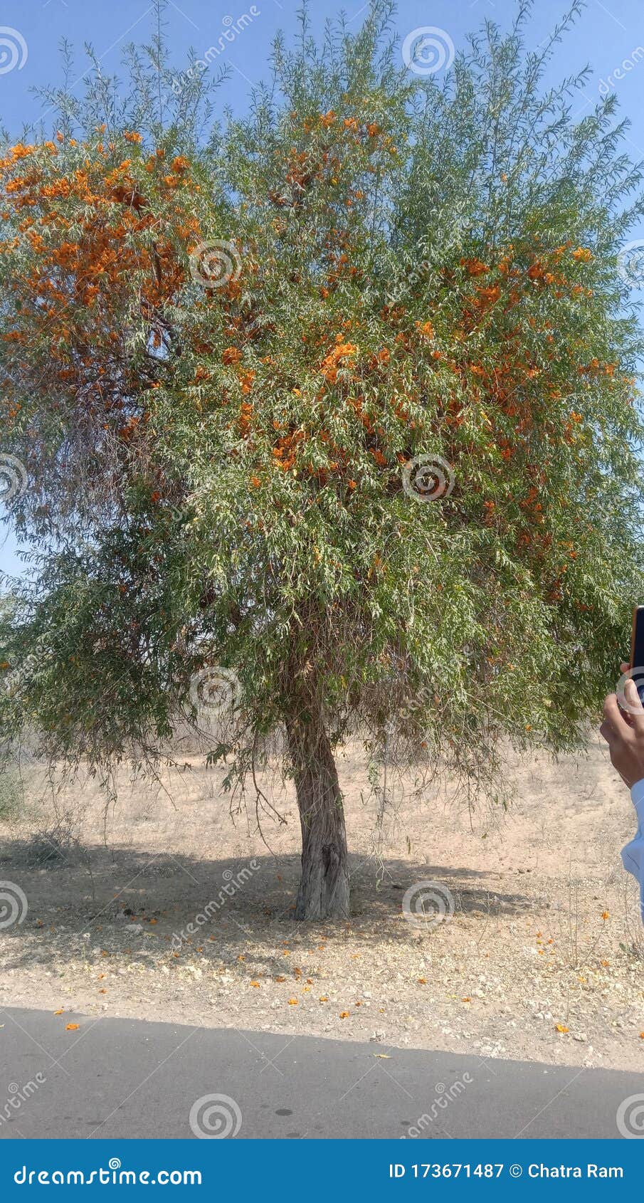 Desert Flower of Rajasthan India Stock Image - Image of rose, flower ...