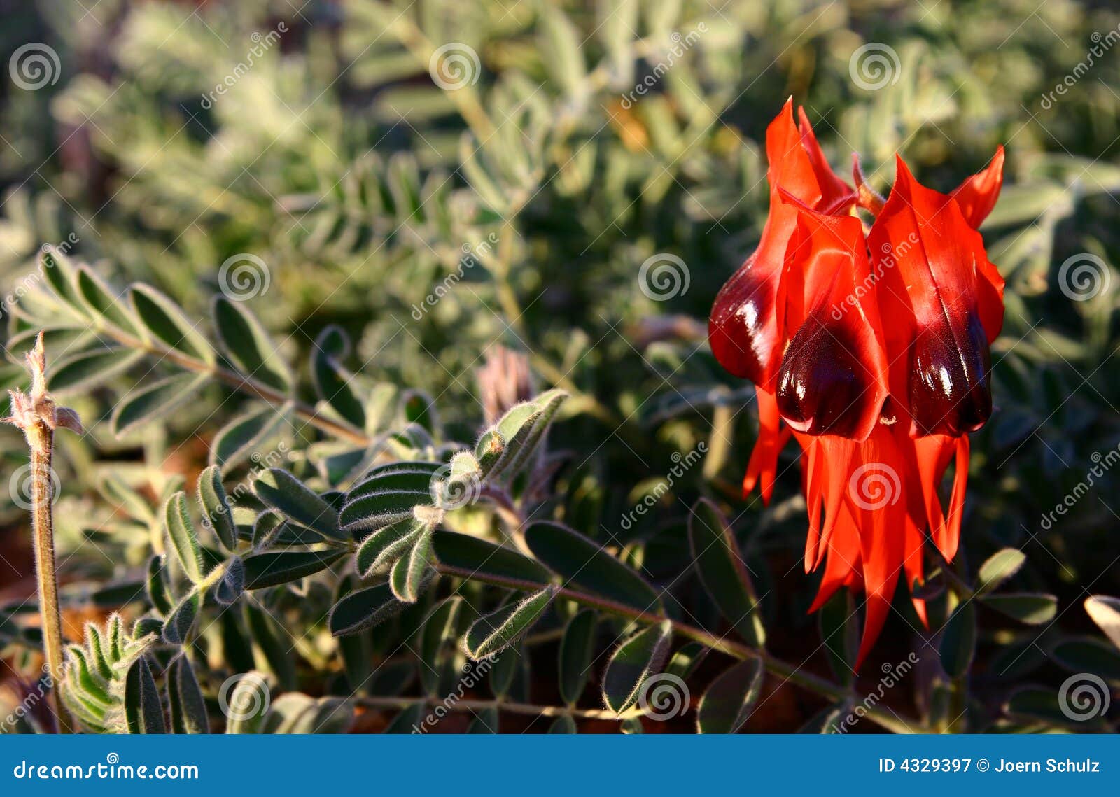 Desert Flower - Sturt Desert Pea Stock Image - Image of australia ...