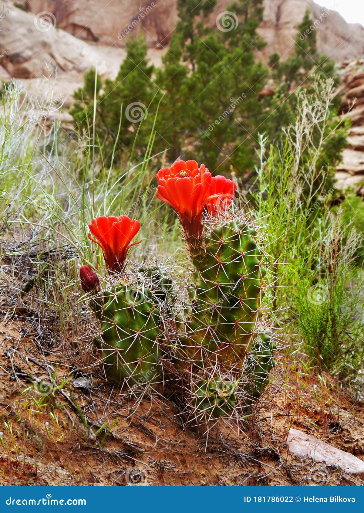 Desert Flowers Blooming Red Cactus Stock Photo - Image of desert ...