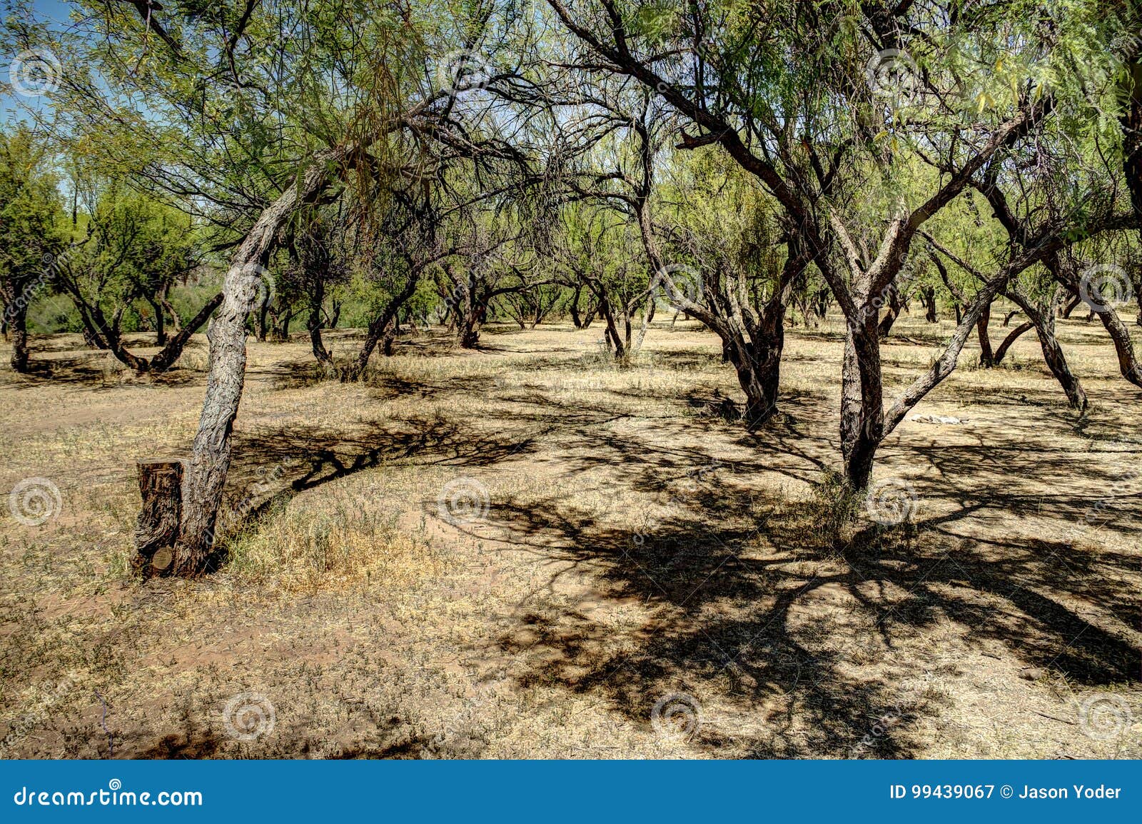 Desert Forest stock image. Image of dynamic, country - 99439067