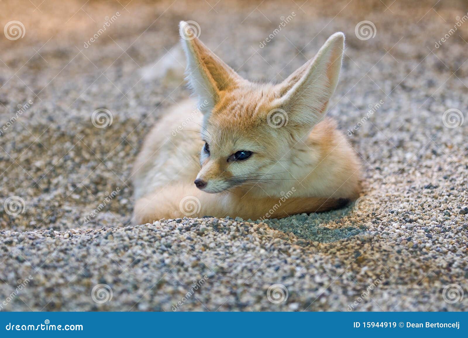 Desert fox stock image. Image of mammal, wildlife, nature - 15944919