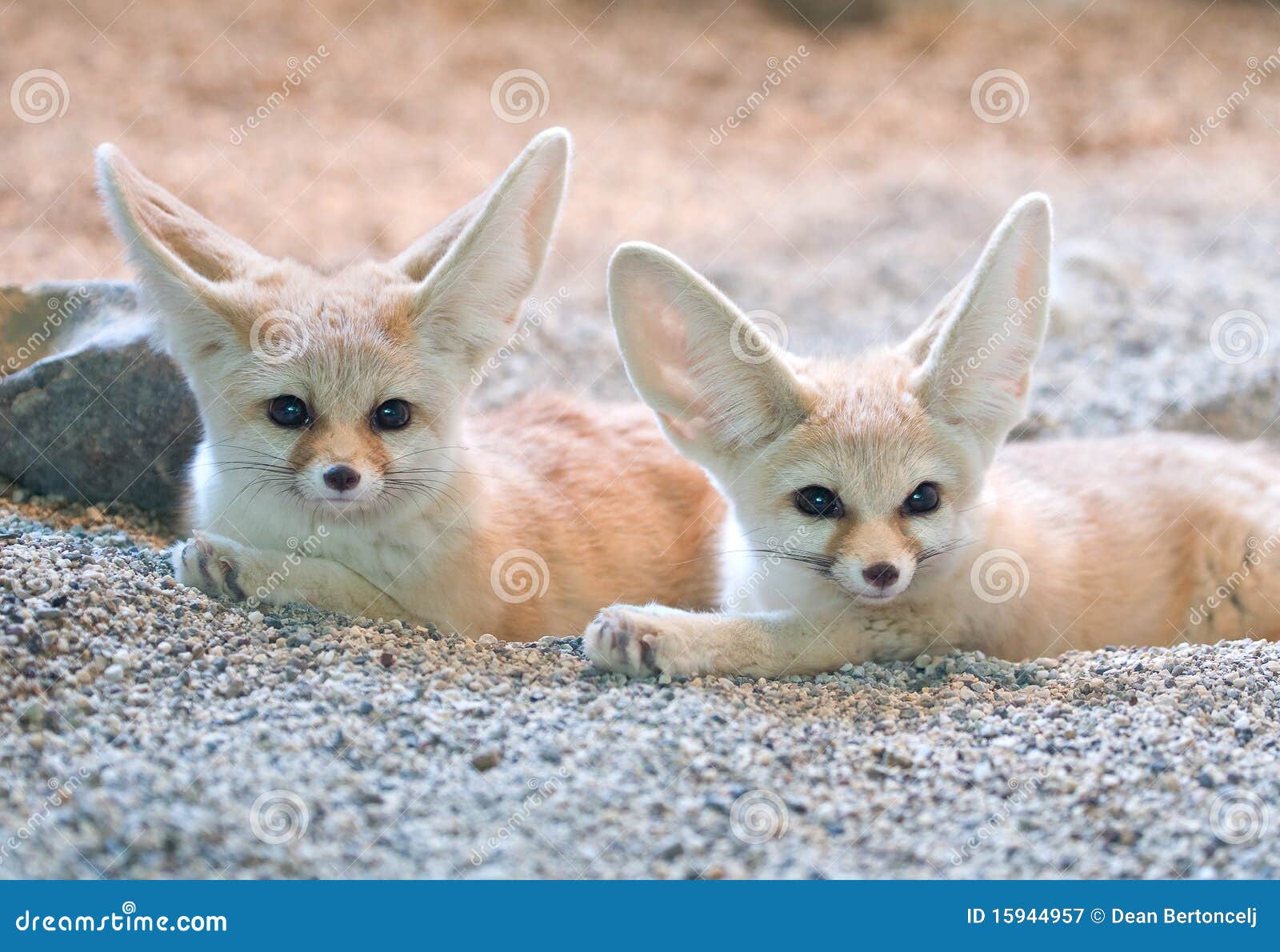 Desert fox stock image. Image of desert, couple, wild - 15944957