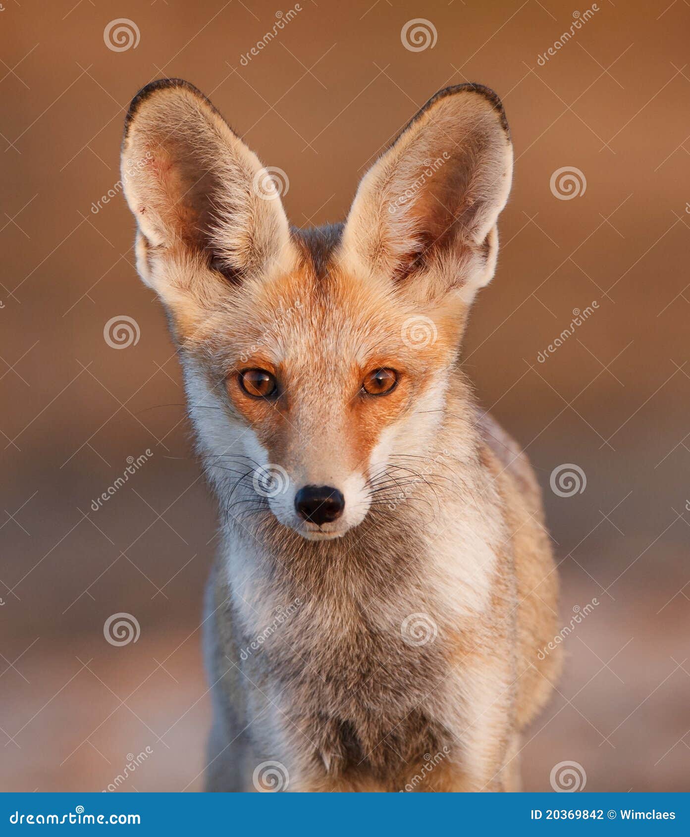 Biggest Fox In The World