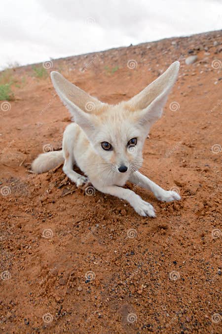 Desert fox stock photo. Image of wildlife, ears, nature - 21240280