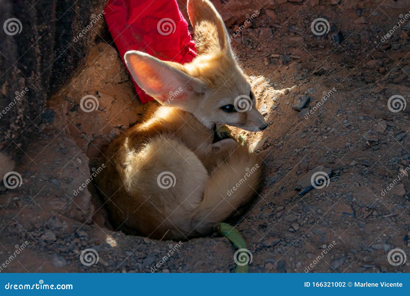 Desert Fox, Animal of the Atlas in Morocco Stock Photo - Image of ...