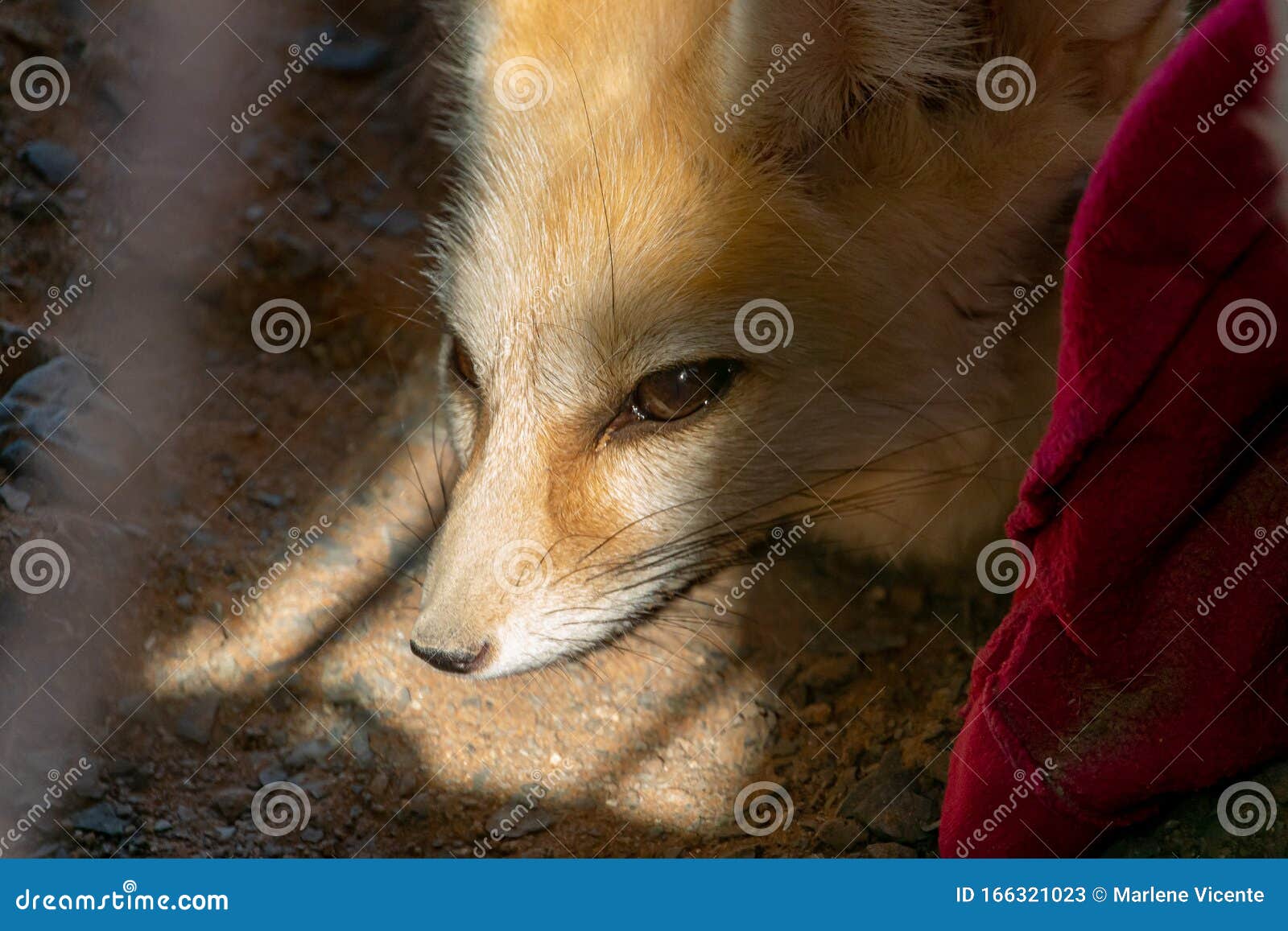 Desert Fox, Animal of the Atlas in Morocco Stock Image - Image of ...
