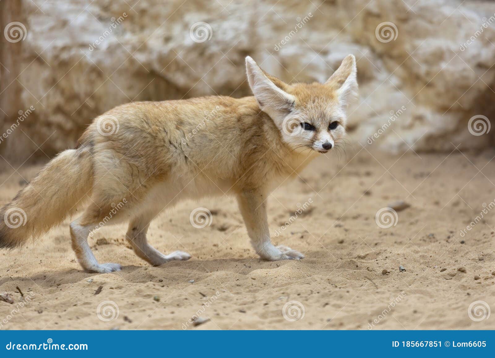 Desert fox stock image. Image of safari, scenery, background - 185667851