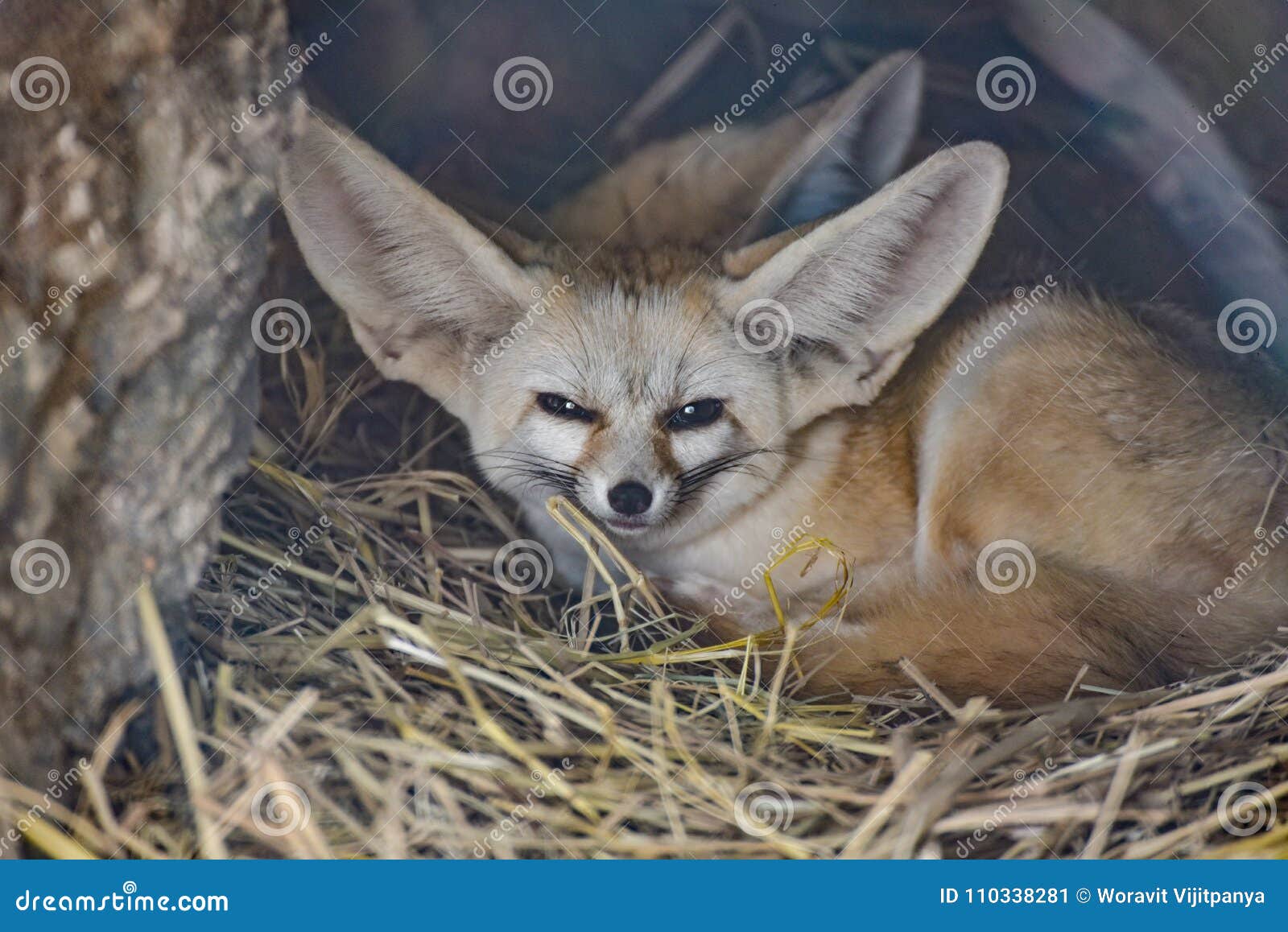 Desert fox stock image. Image of full, habitat, mammal - 110338281