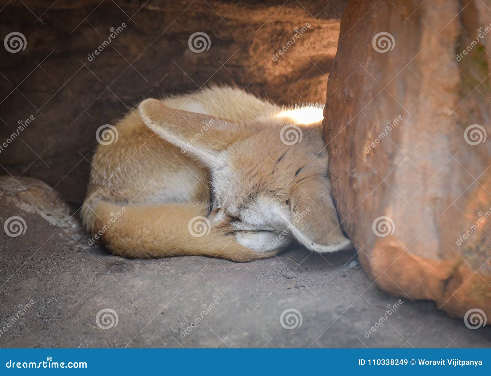Desert fox stock image. Image of environment, hunter - 110338249