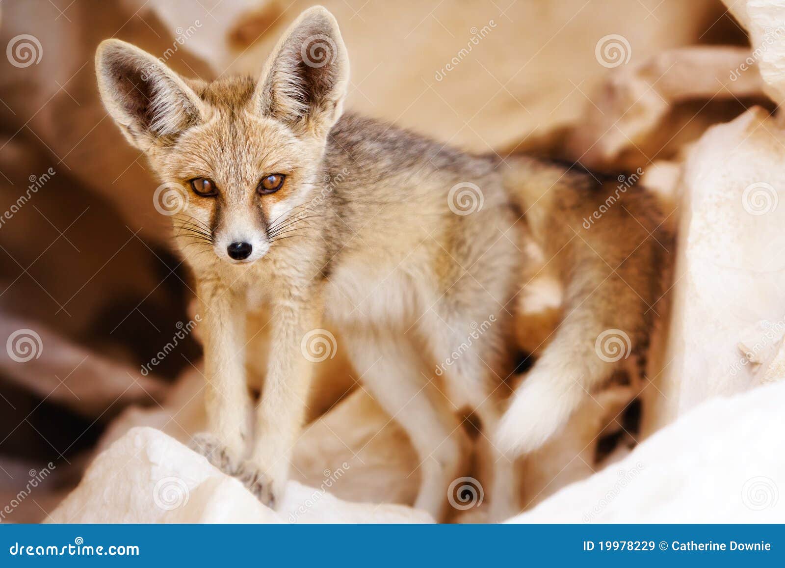 A Desert Fox Intently Watching His Prey Stock Image - Image of wildlife ...