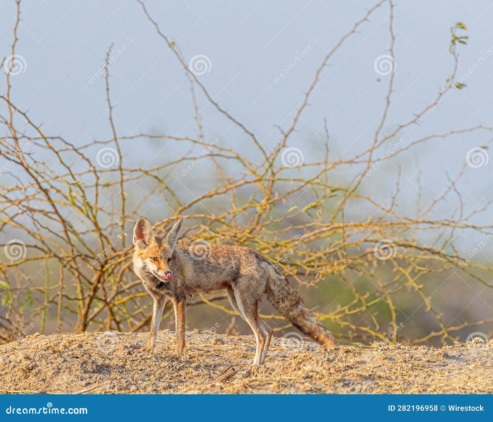 Desert Fox in Its Natural Habitat Stock Photo - Image of animal ...