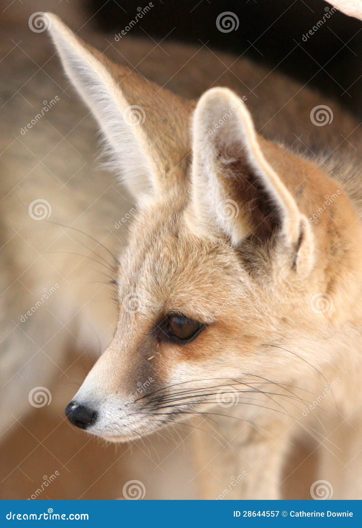A Desert Fox Portrait stock image. Image of environment - 28644557