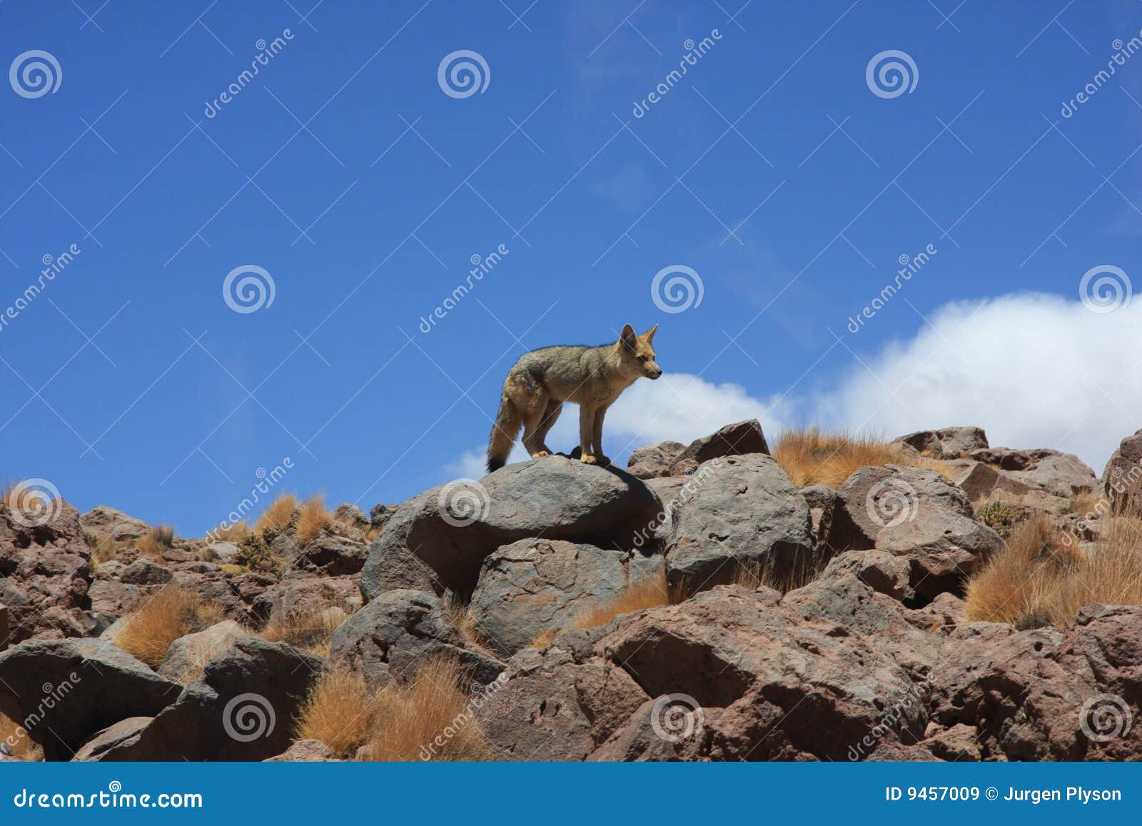 Desert fox on rocks stock image. Image of mammal, chile - 9457009