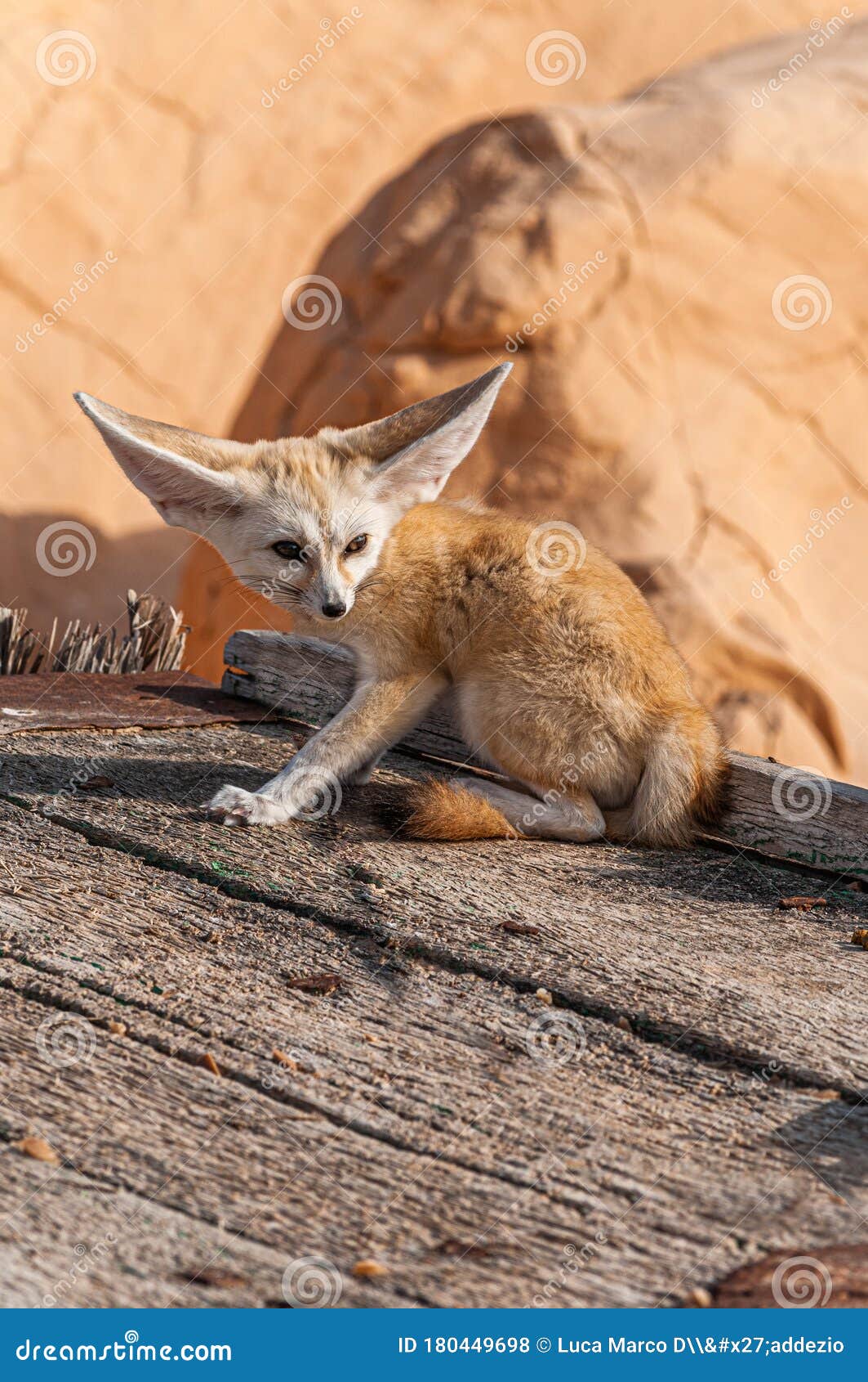Desert Fox in the Sahara Desert Stock Photo - Image of foxes ...