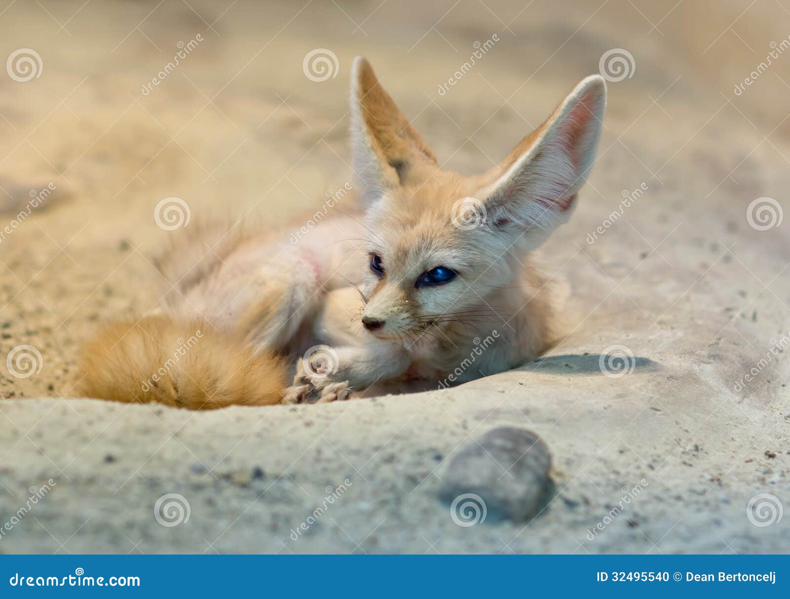 Desert fox stock photo. Image of fennec, adorable, wild - 32495540