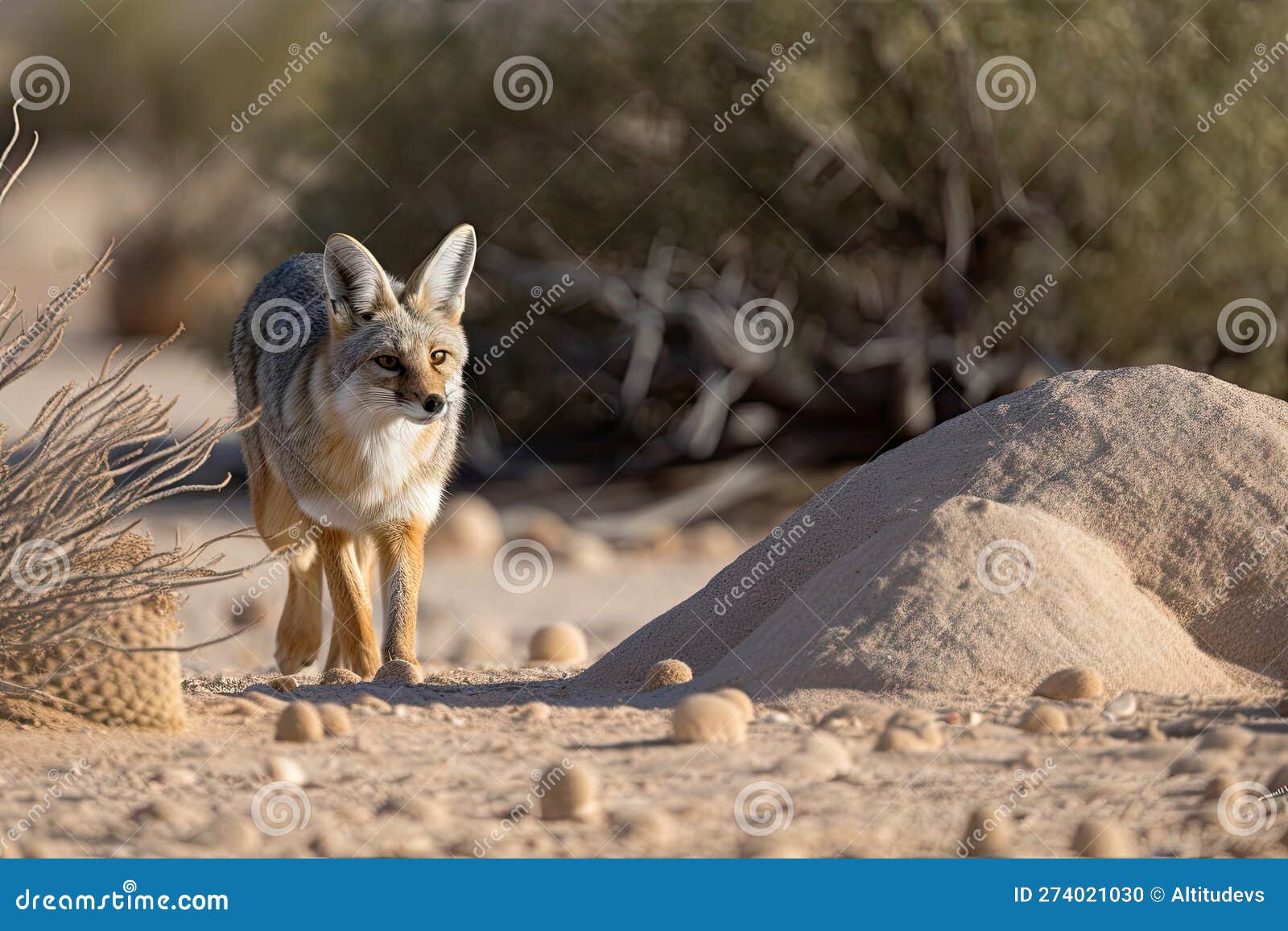 Desert Fox Sneaking Past Jackrabbit on Hunt Stock Illustration ...