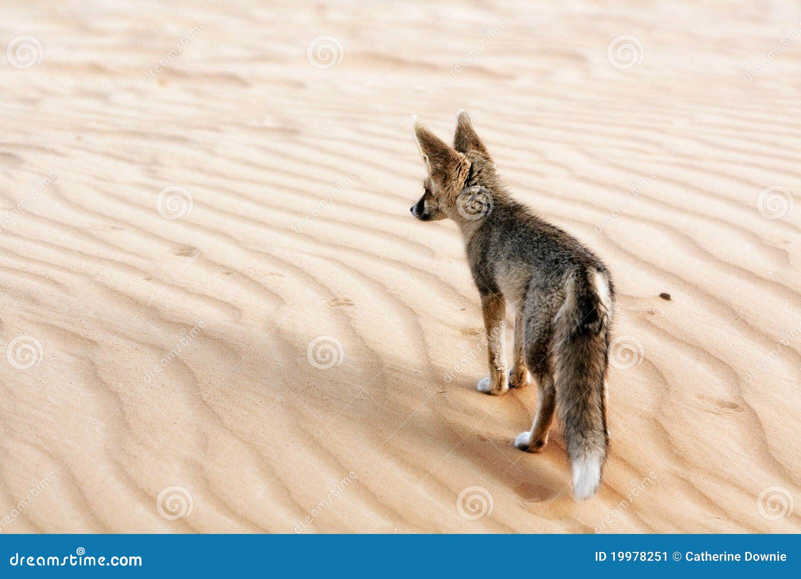 A Desert Fox Surveying His Territory Stock Image - Image of territory ...